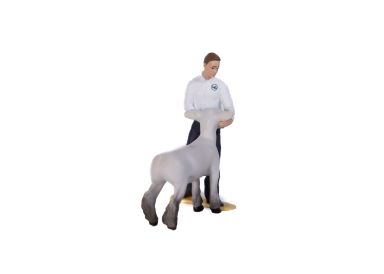 Livestock Show Toys | Cattle & Show Gear | Little Buster Toys