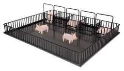 Livestock Show Toys | Cattle & Show Gear | Little Buster Toys